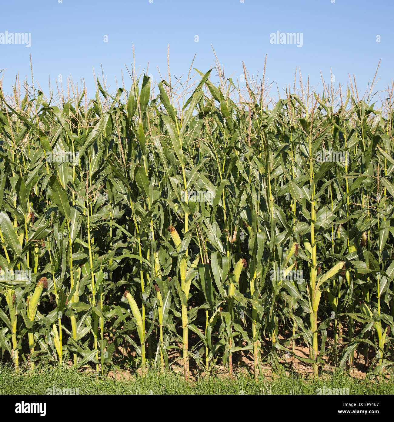 Mais ernte hi-res stock photography and images - Alamy