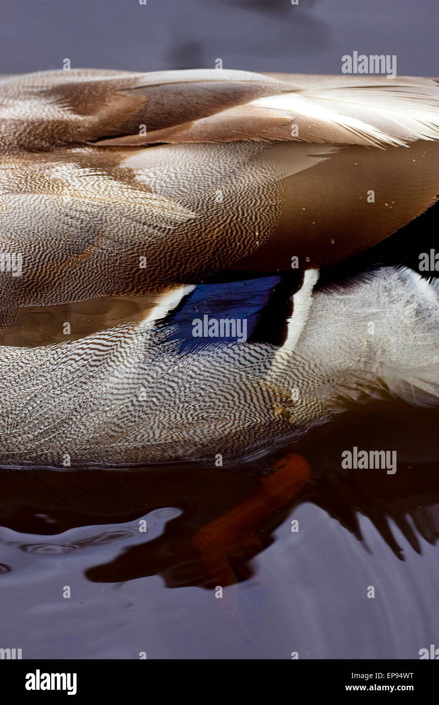 a close up of a body of a duck Stock Photo - Alamy
