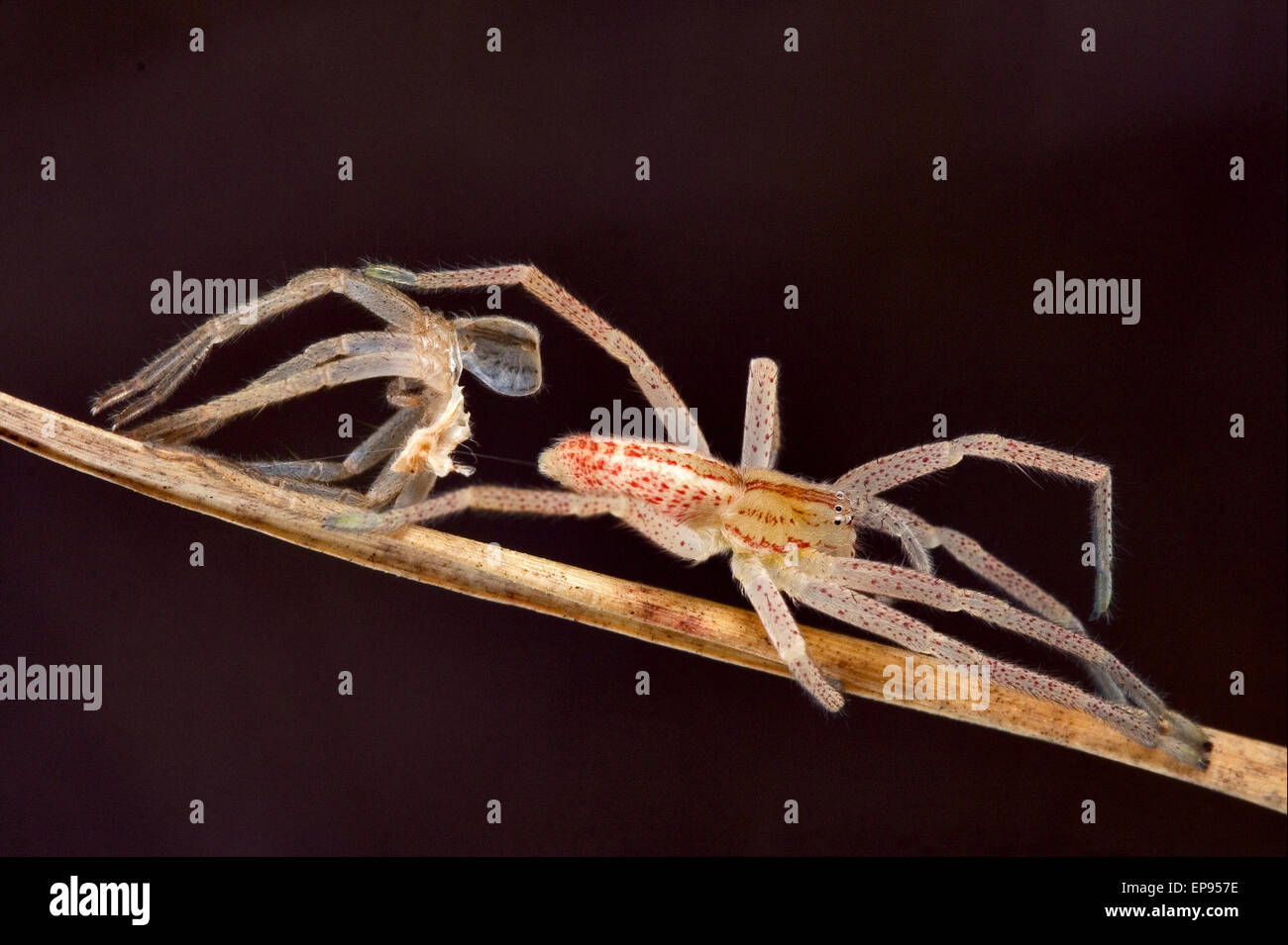 Ragno rosso hi-res stock photography and images - Alamy