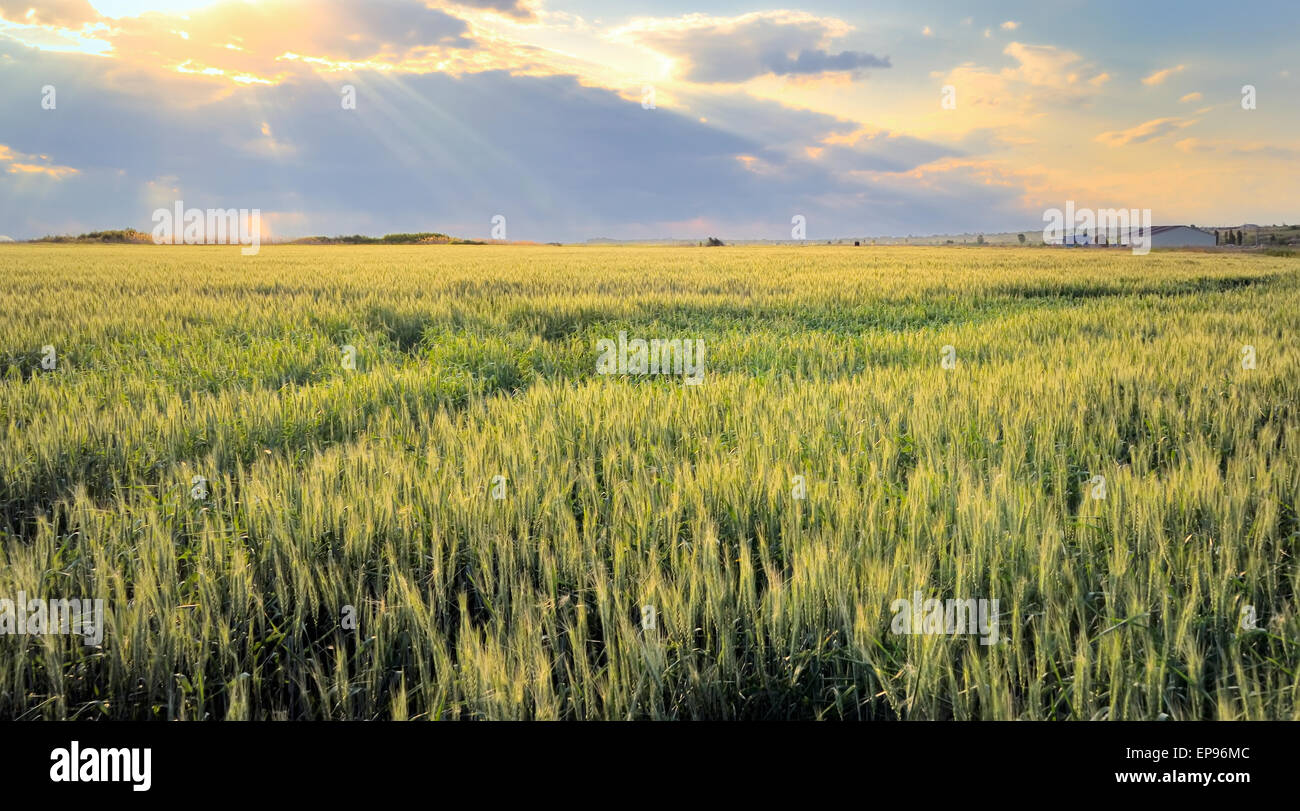 Barley Field at sunset in spring time Stock Photo - Alamy