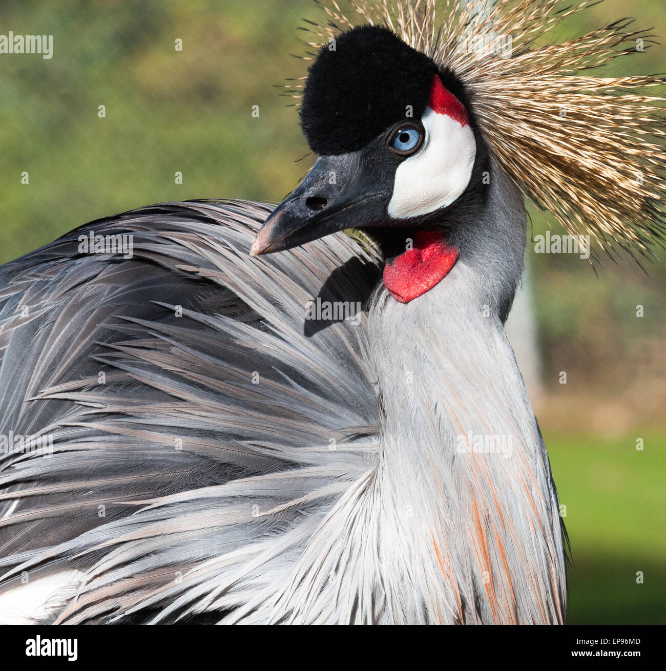 African crane hi-res stock photography and images - Alamy