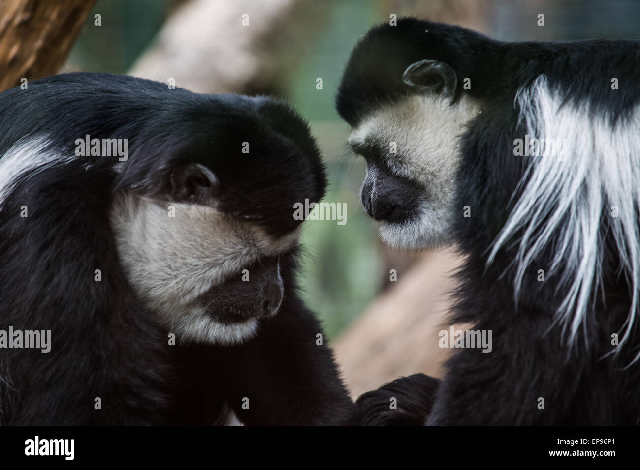 Colobus monkey juvenile hi-res stock photography and images - Alamy