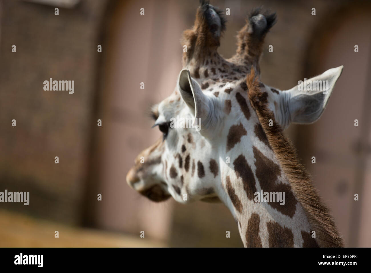 Giraf hi-res stock photography and images - Alamy