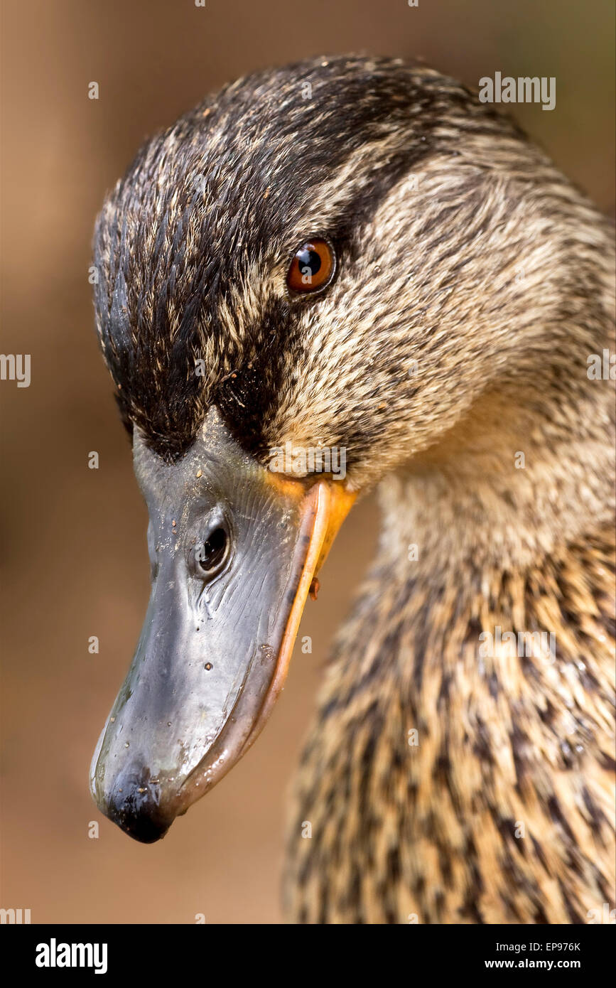 a close up of little a brown duck Stock Photo - Alamy