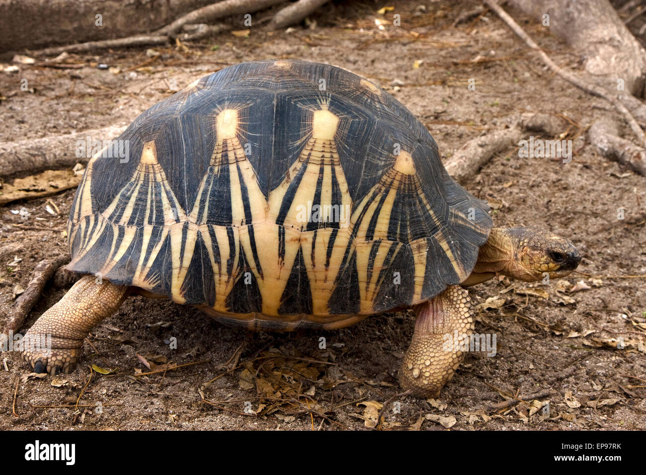 a turtle's heart in madagascar nosy be Stock Photo - Alamy
