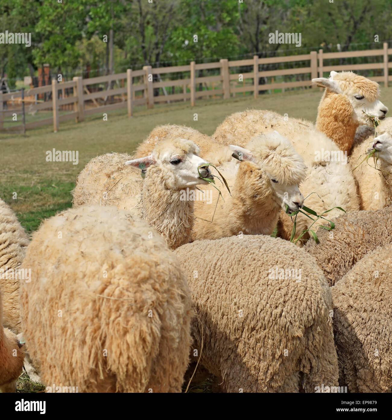group of lovely alpaca in the farm Stock Photo - Alamy