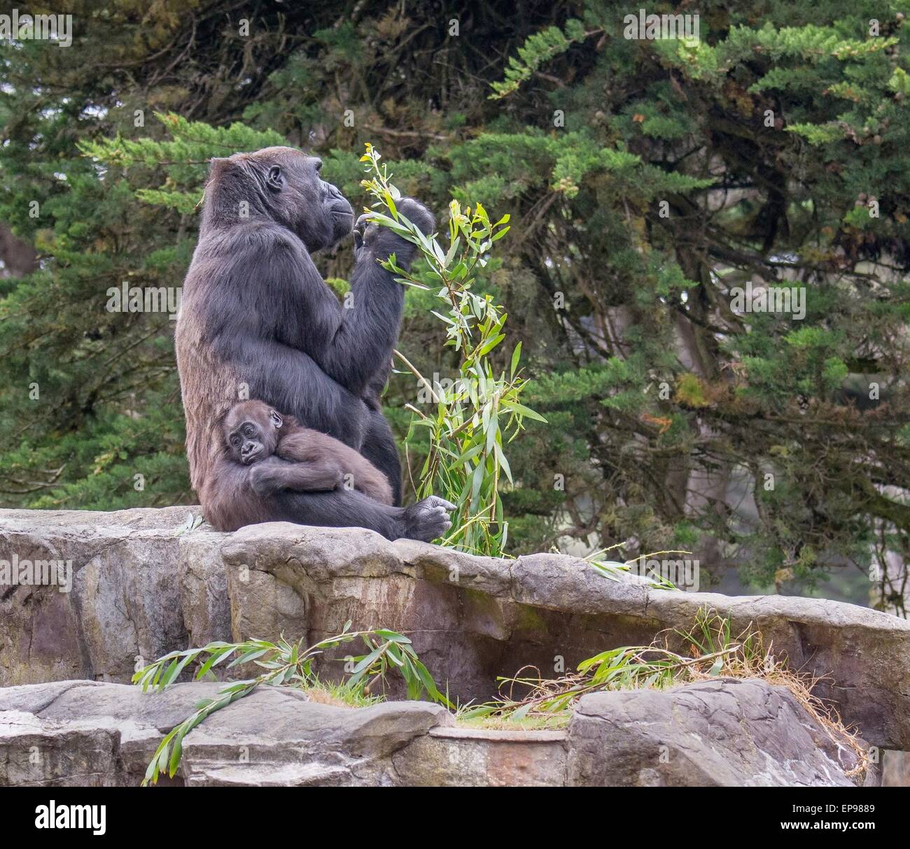 The female western lowland gorilla, Kabibe, died in a tragic accident ...