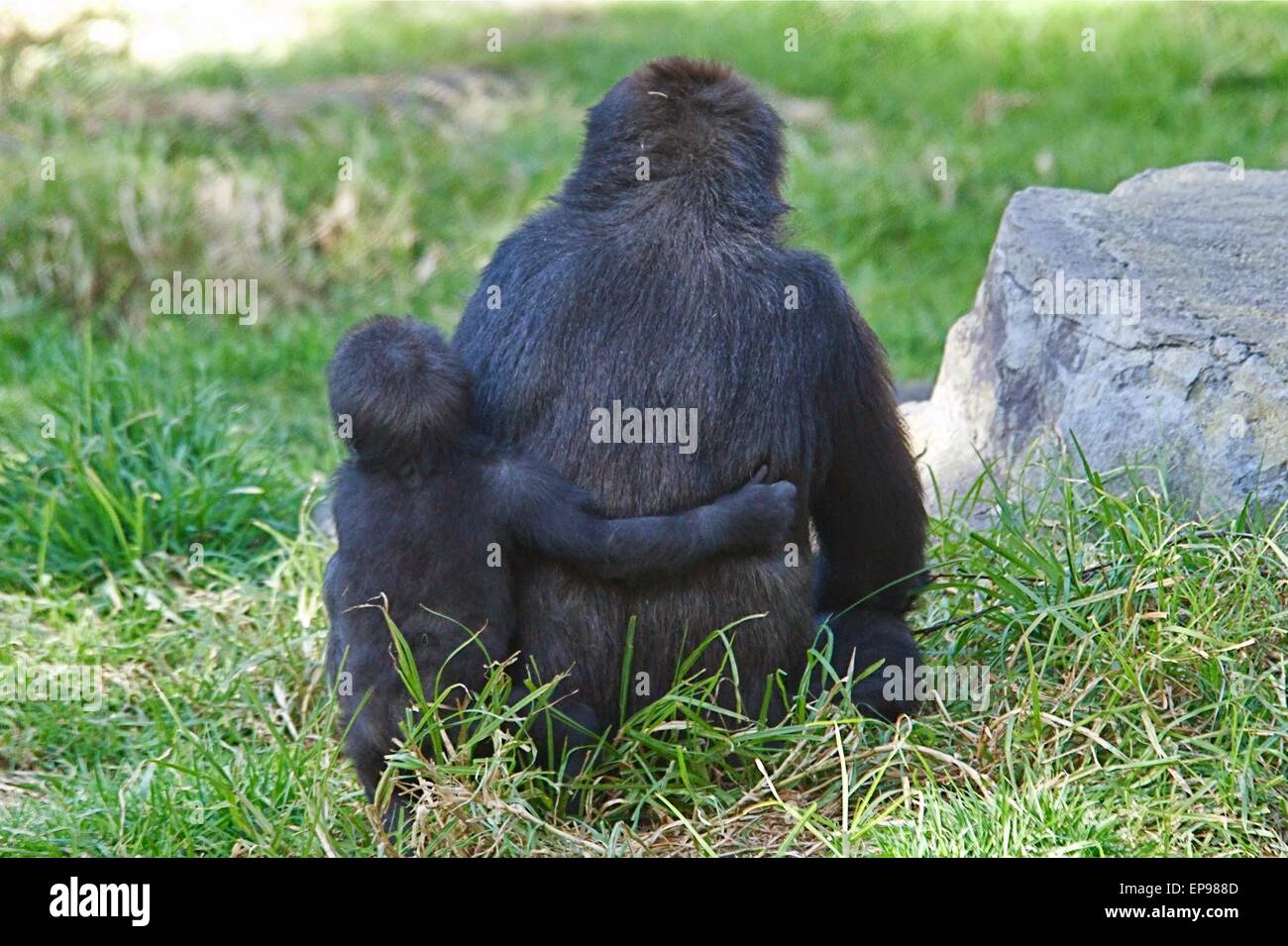 The female western lowland gorilla, Kabibe, died in a tragic accident ...