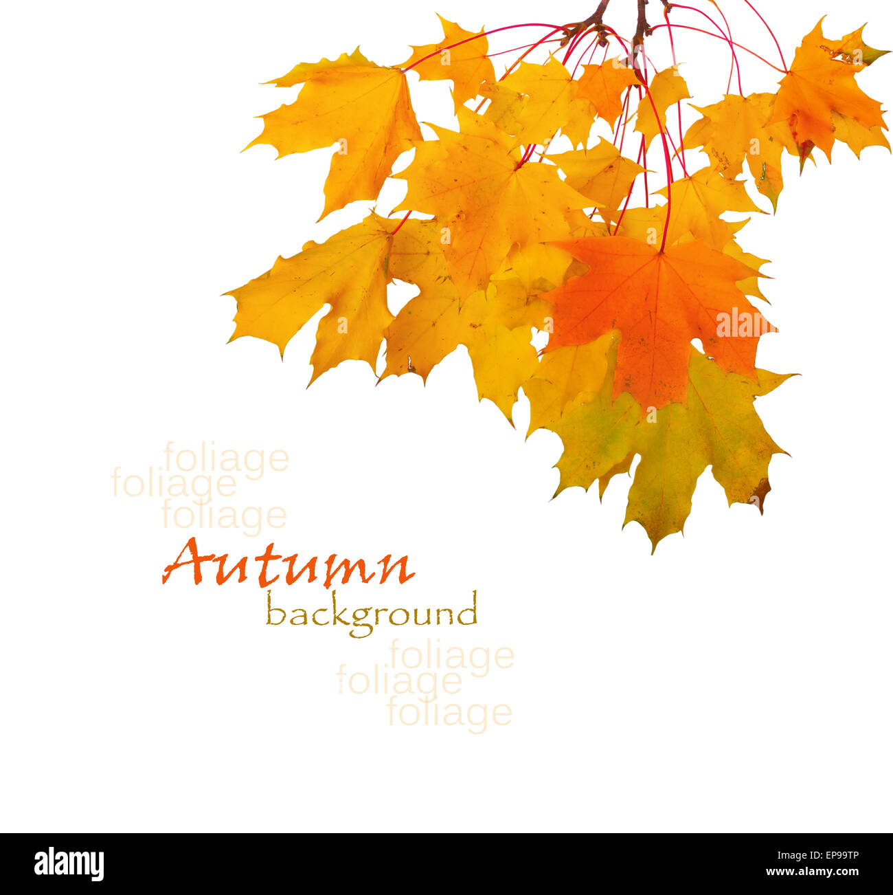 Autumn maple branch with leaves isolated on a white background Stock ...