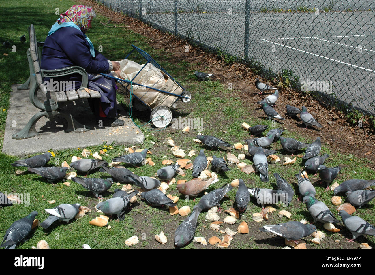 Toronto pigeons hi-res stock photography and images - Alamy