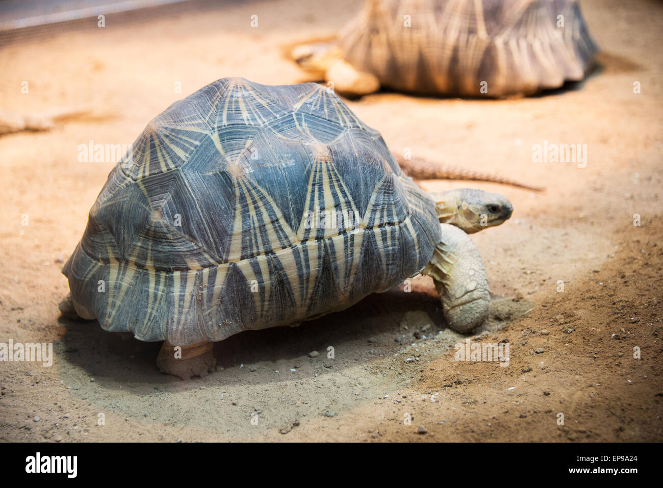 Turtle walking slowly across the field Stock Photo - Alamy