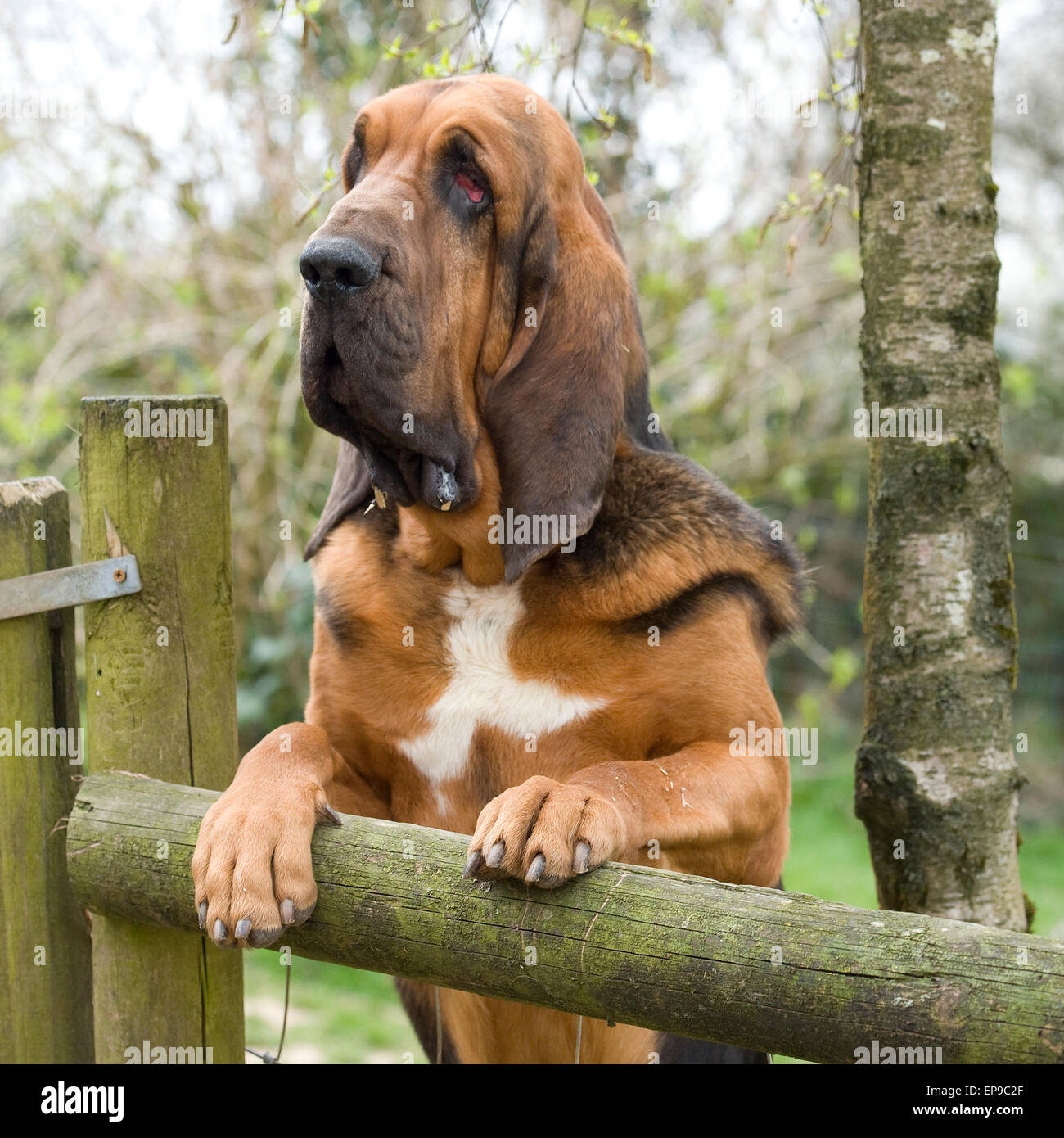 bloodhound looking over a fence Stock Photo - Alamy