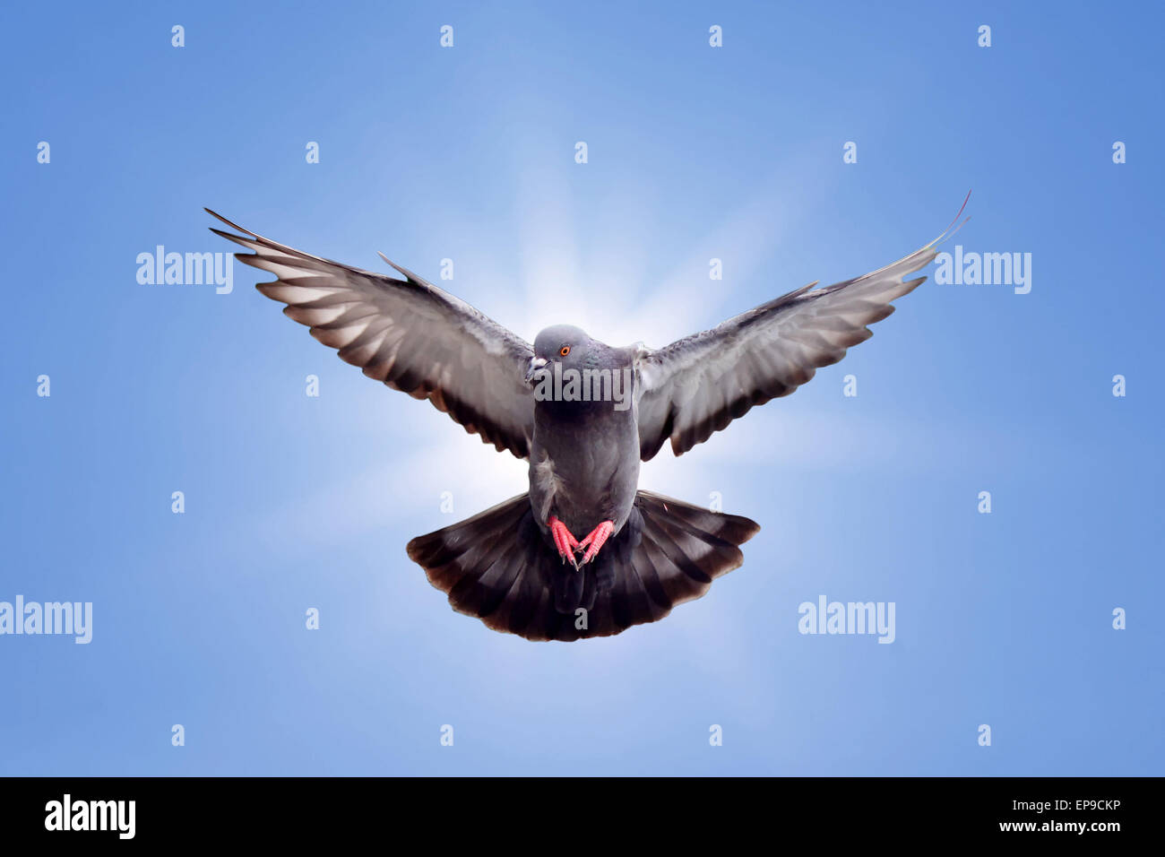 flying pigeon with beautiful sunbeam background Stock Photo - Alamy