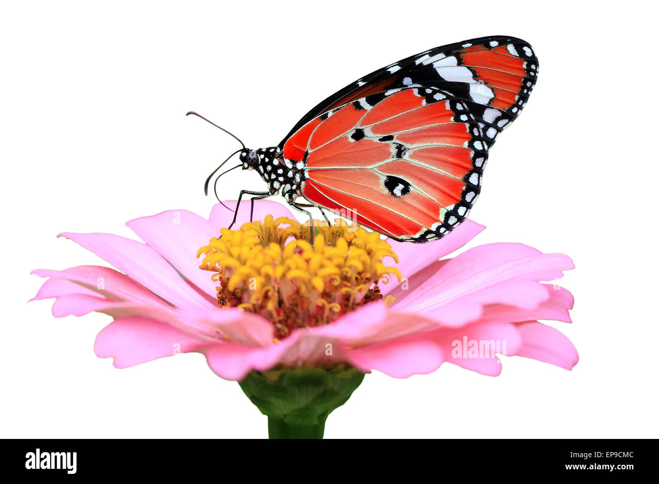 exotic red butterfly isolated on white background Stock Photo - Alamy
