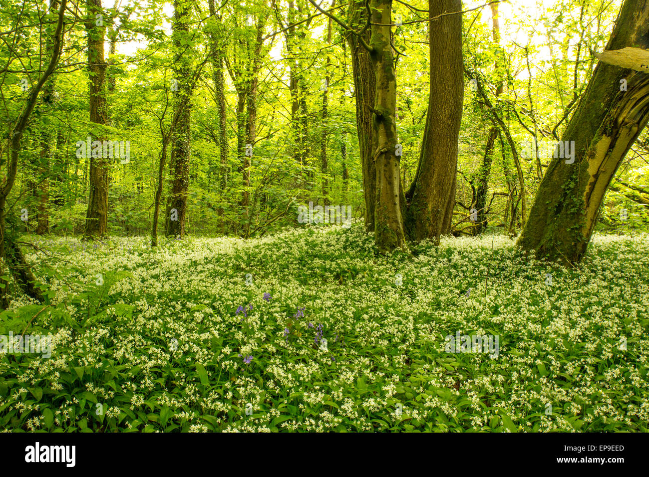 The wenallt hi-res stock photography and images - Alamy