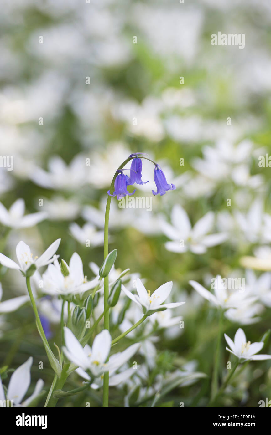 Star wildflowers hi-res stock photography and images - Alamy