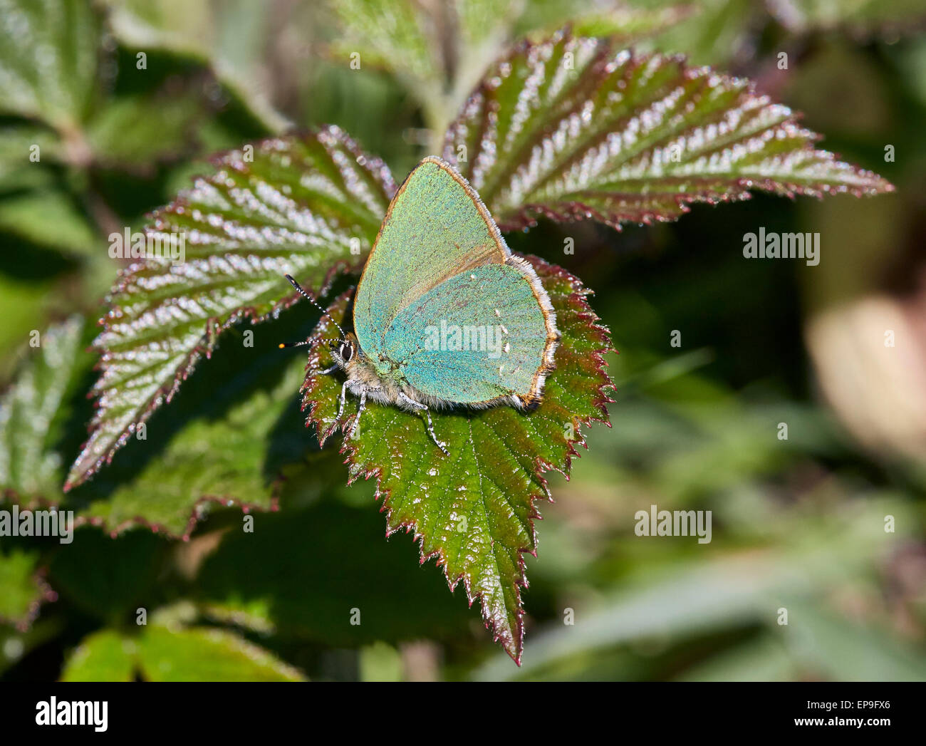 Green Hairstreak on bramble leaf. Fairmile Common, Esher, Surrey ...