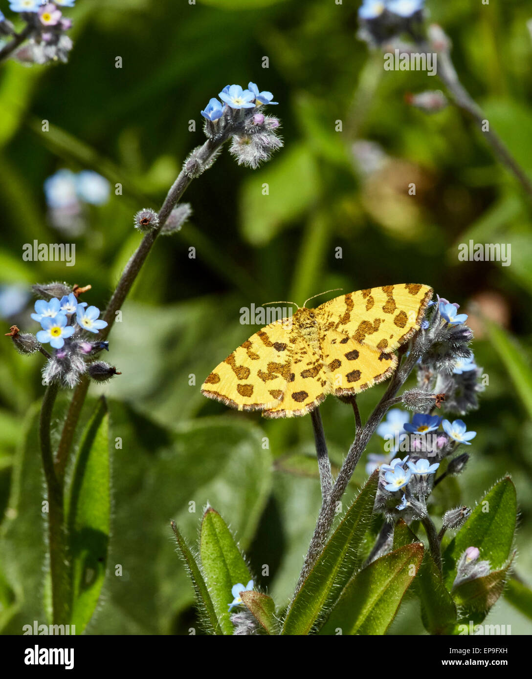 English moth hi-res stock photography and images - Alamy