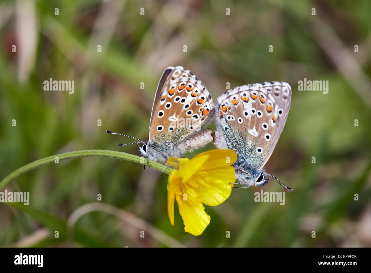 Adonis Blue butterflies mating on a buttercup. Box Hill, Dorking ...