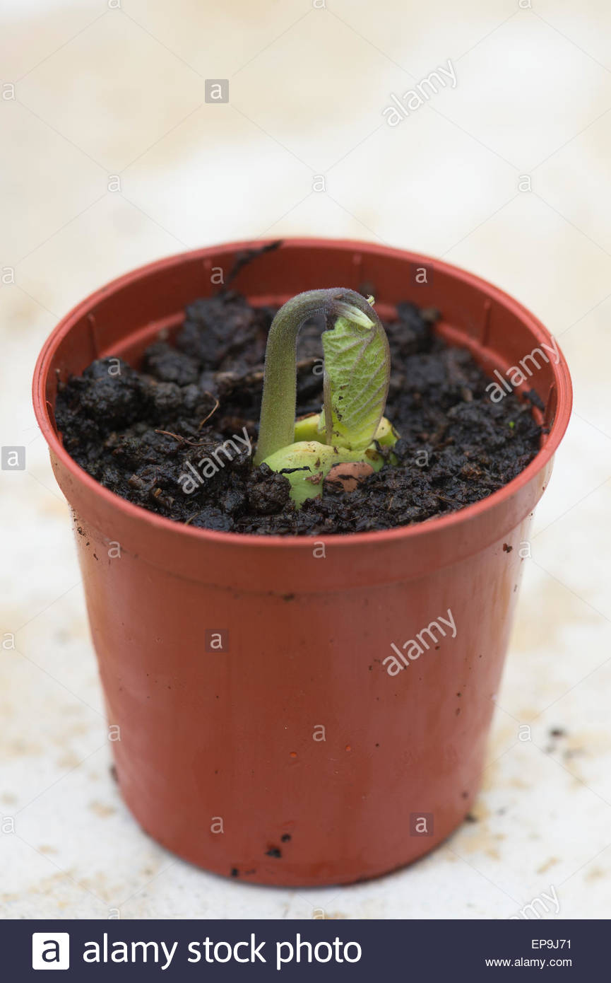 Sprouting Bean Plant Stock Photos & Sprouting Bean Plant Stock Images ...
