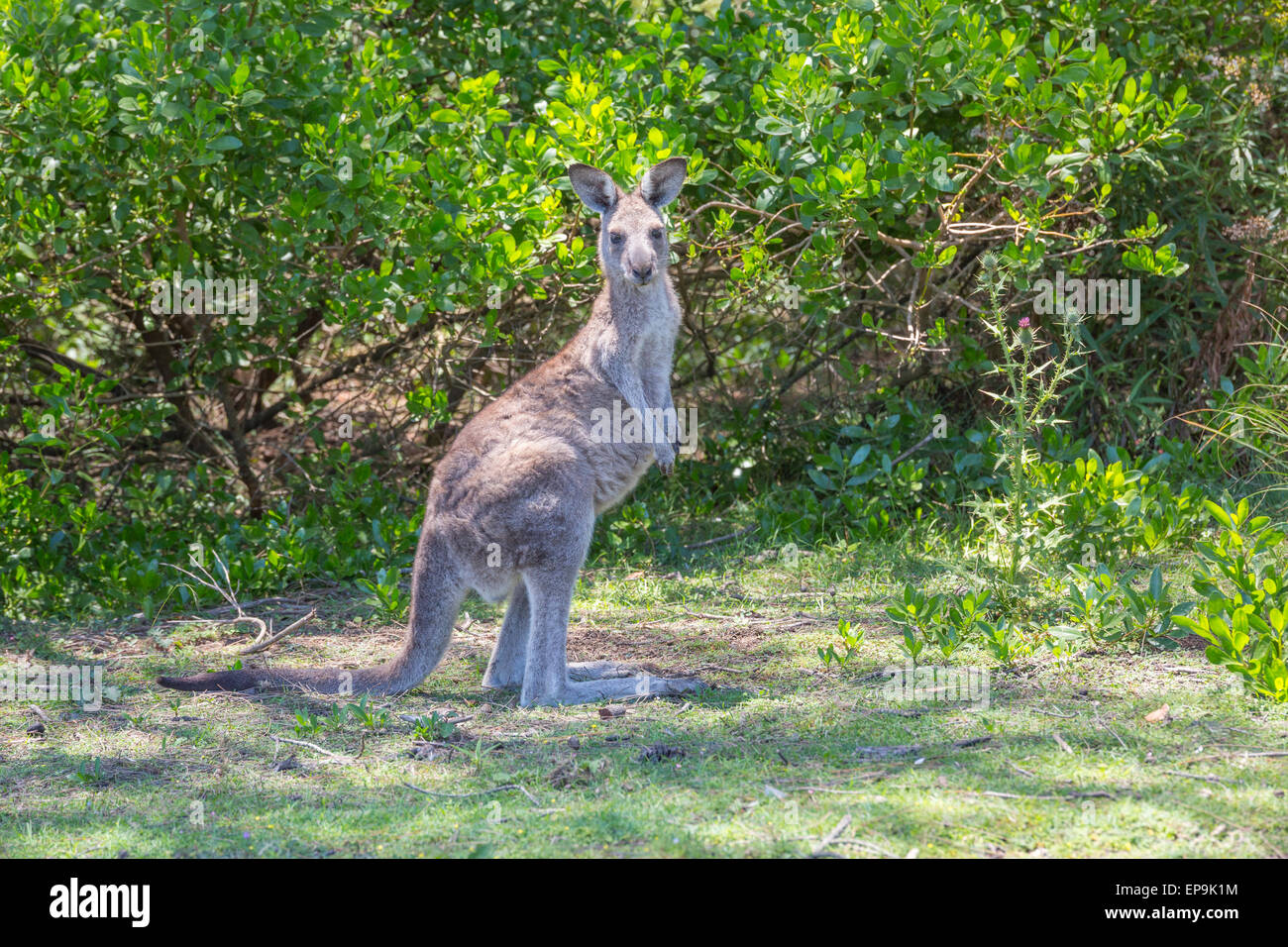Kangaroo, Australian wildlife Stock Photo - Alamy