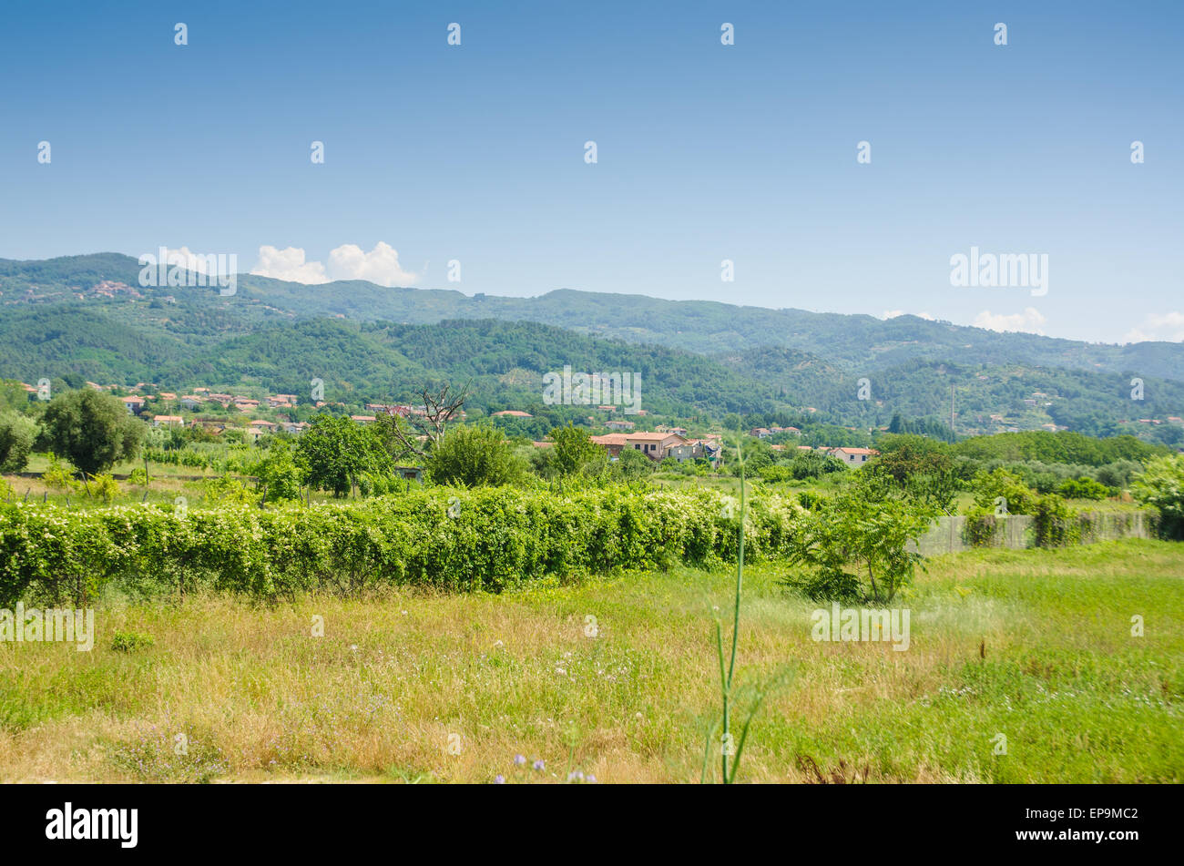 Field with mountains at background Stock Photo - Alamy