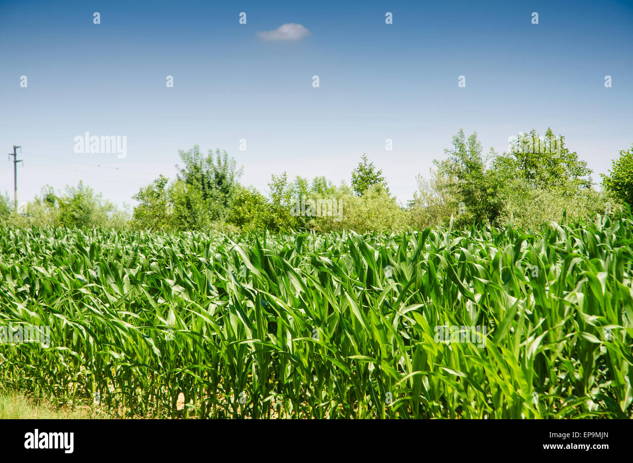 Corn field on bright summer day Stock Photo - Alamy