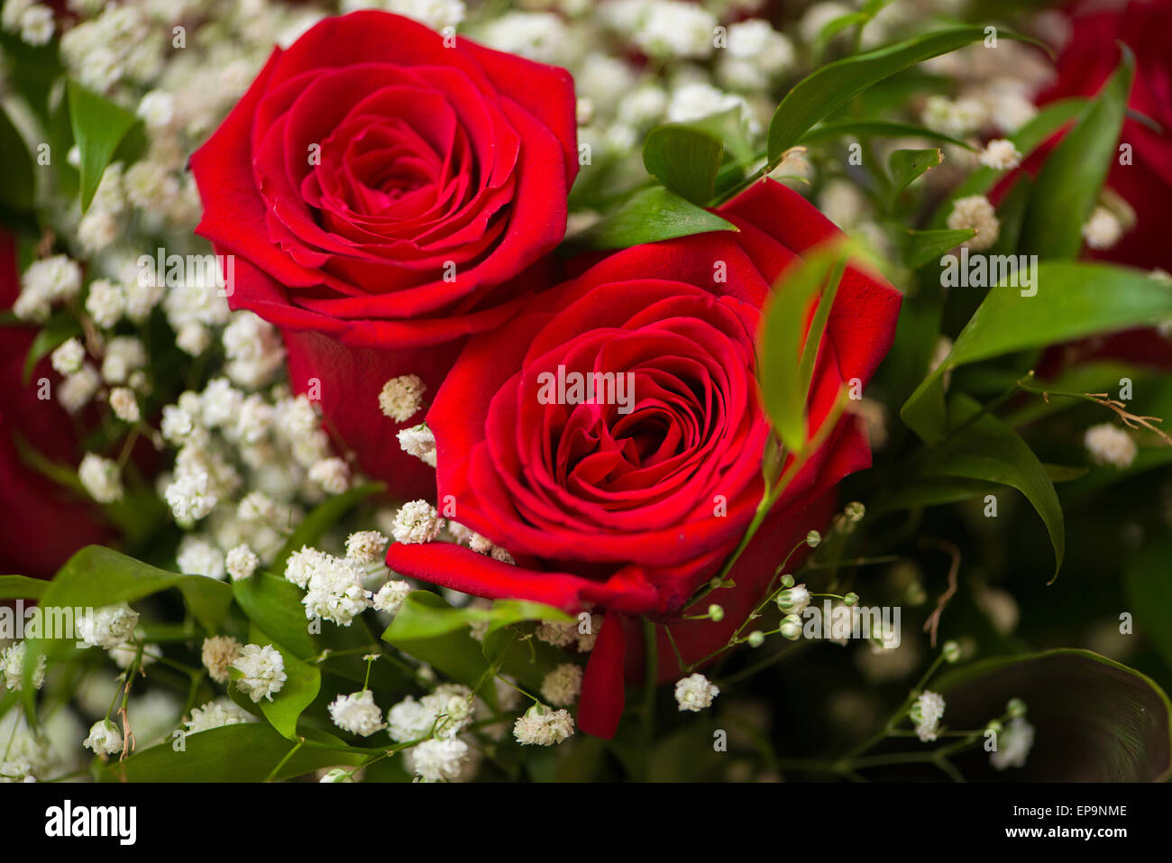 Nice roses in celebration concept Stock Photo - Alamy