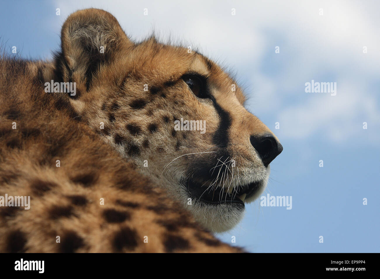 Close up of cheetah head against blue sky Stock Photo - Alamy