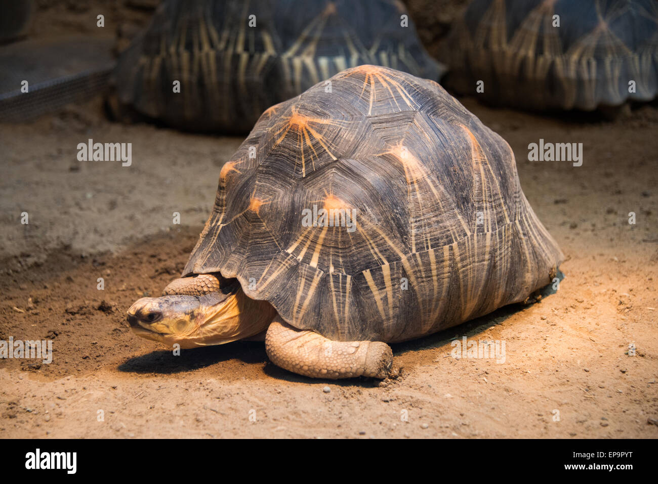 Turtle walking slowly across hi-res stock photography and images - Alamy