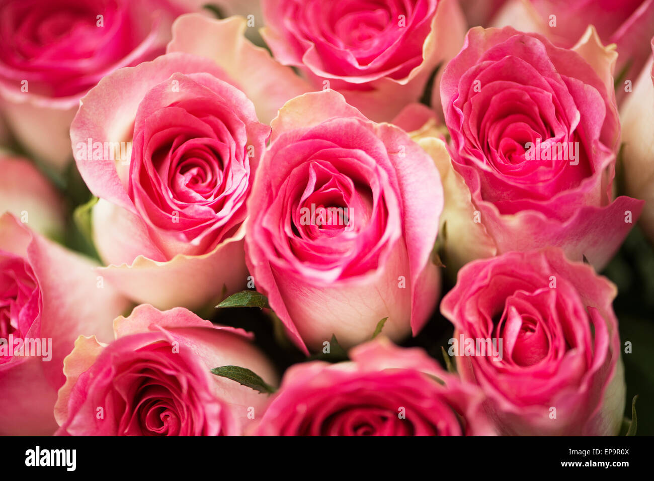 Nice roses in celebration concept Stock Photo - Alamy