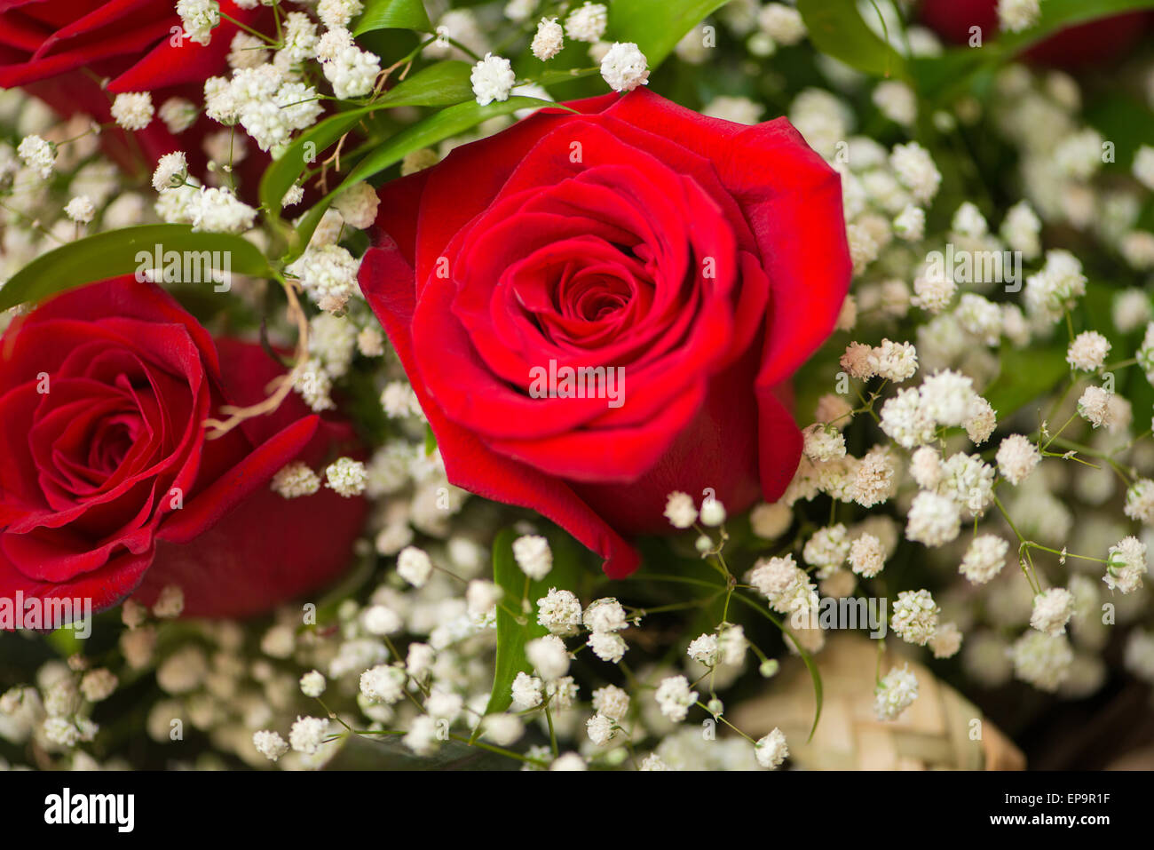 Nice roses in celebration concept Stock Photo - Alamy