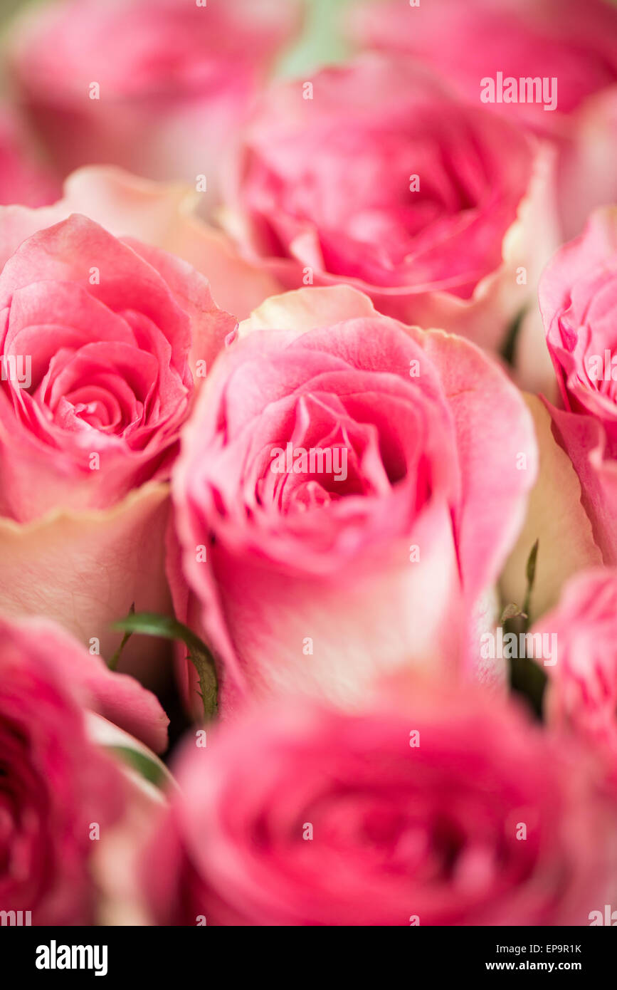 Nice roses in celebration concept Stock Photo - Alamy