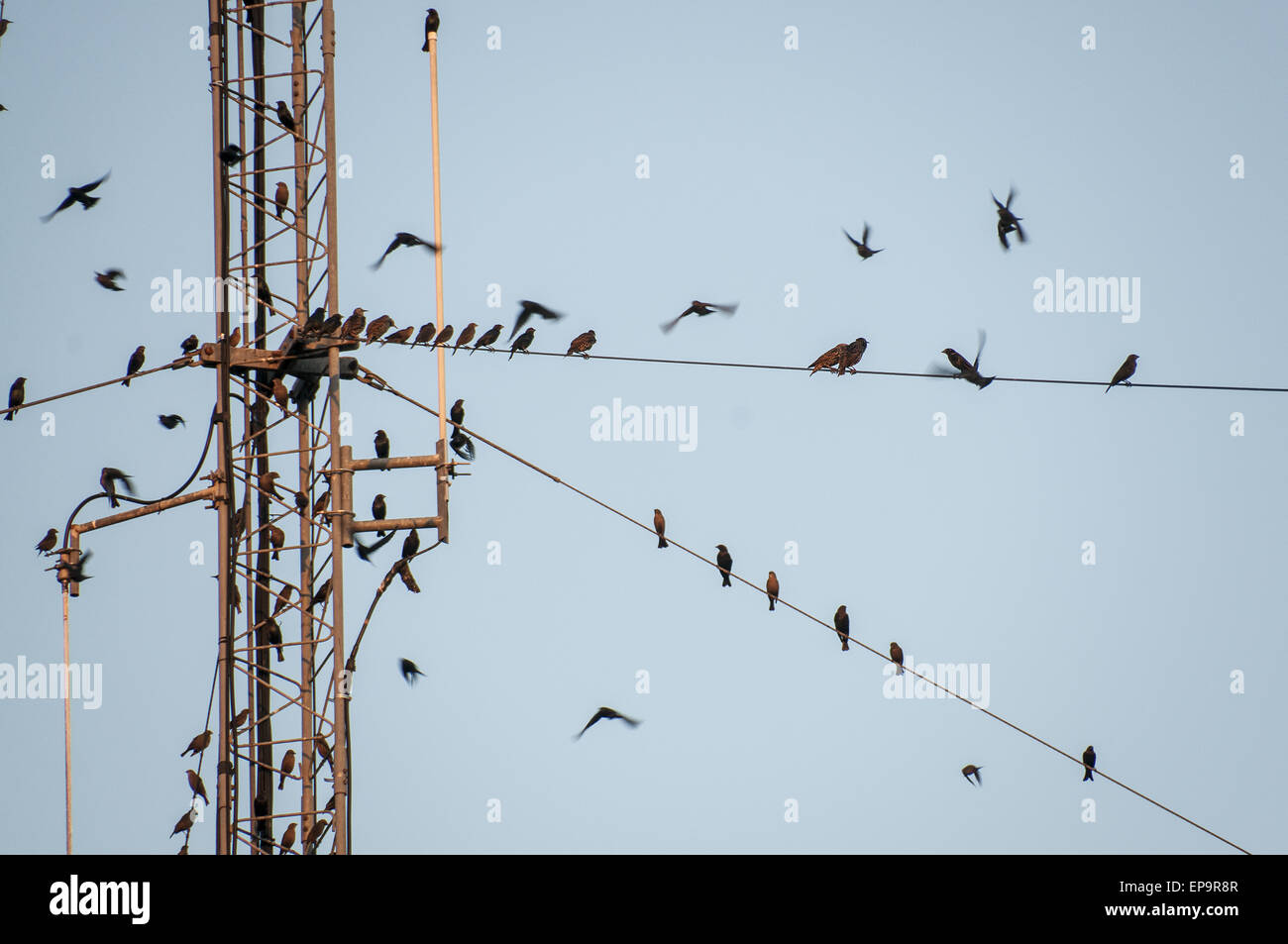 Birds of wire hi-res stock photography and images - Alamy