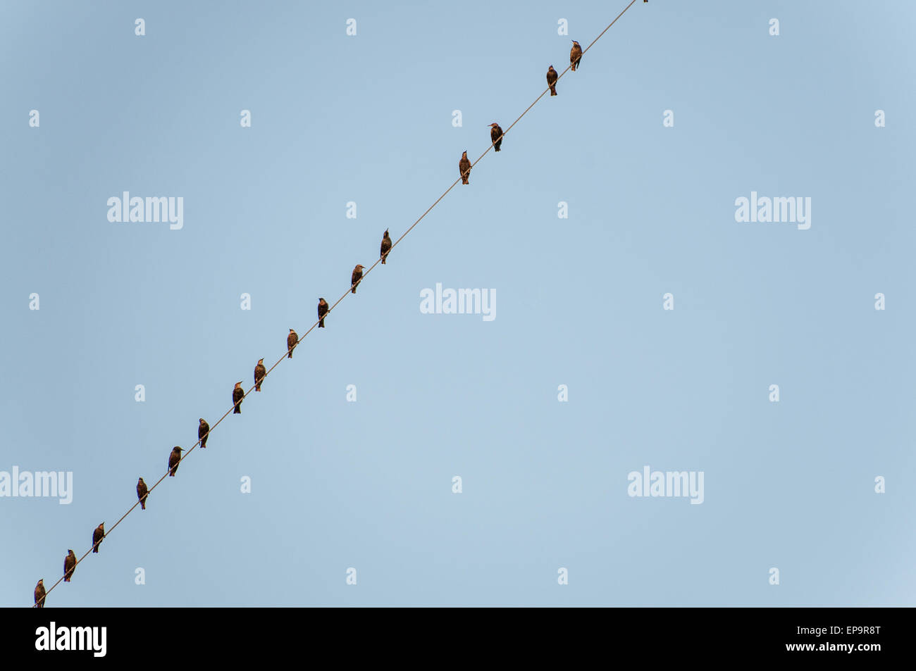 Birds on Wire Stock Photo - Alamy