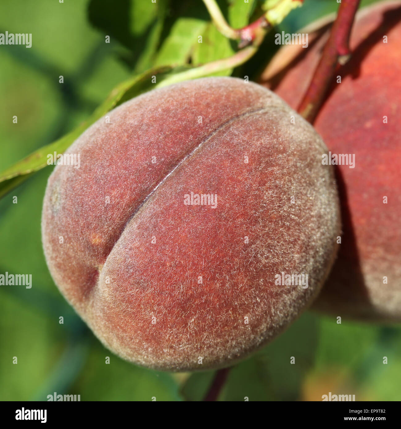 Reifer baum hi-res stock photography and images - Alamy