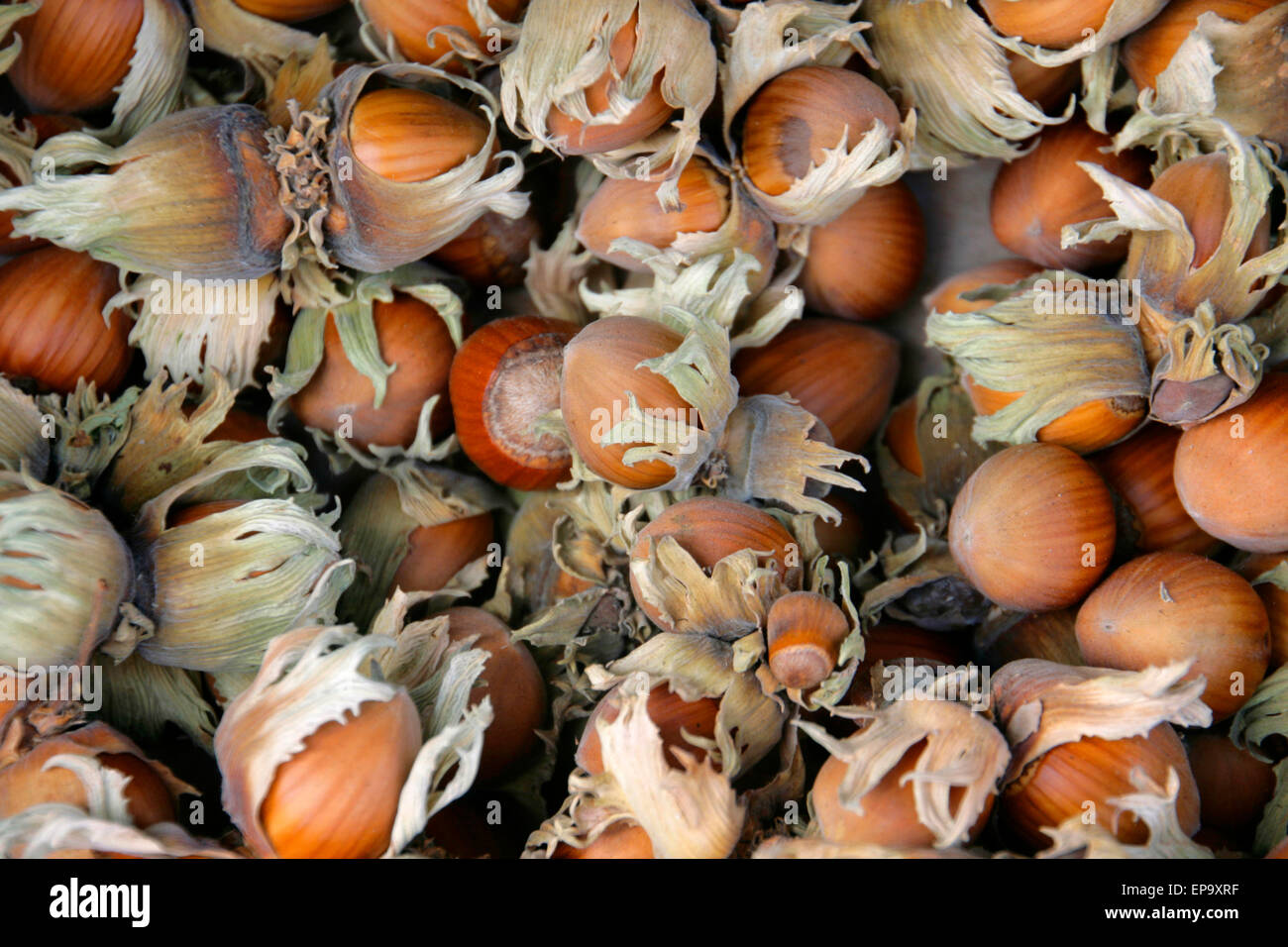 Hazel nuts hi-res stock photography and images - Alamy
