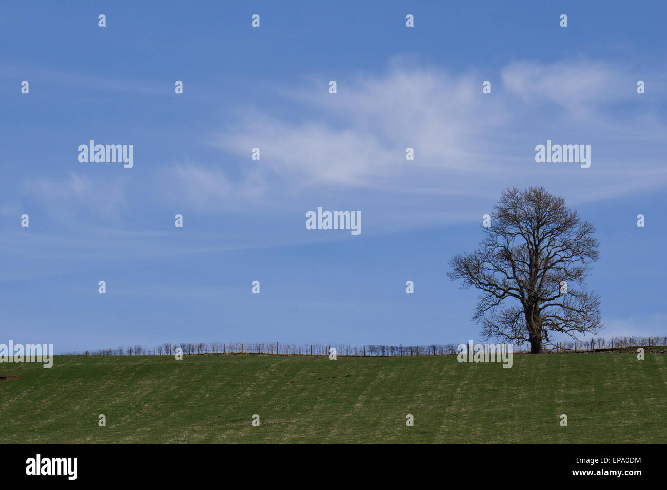 Trees at horizon hi-res stock photography and images - Alamy