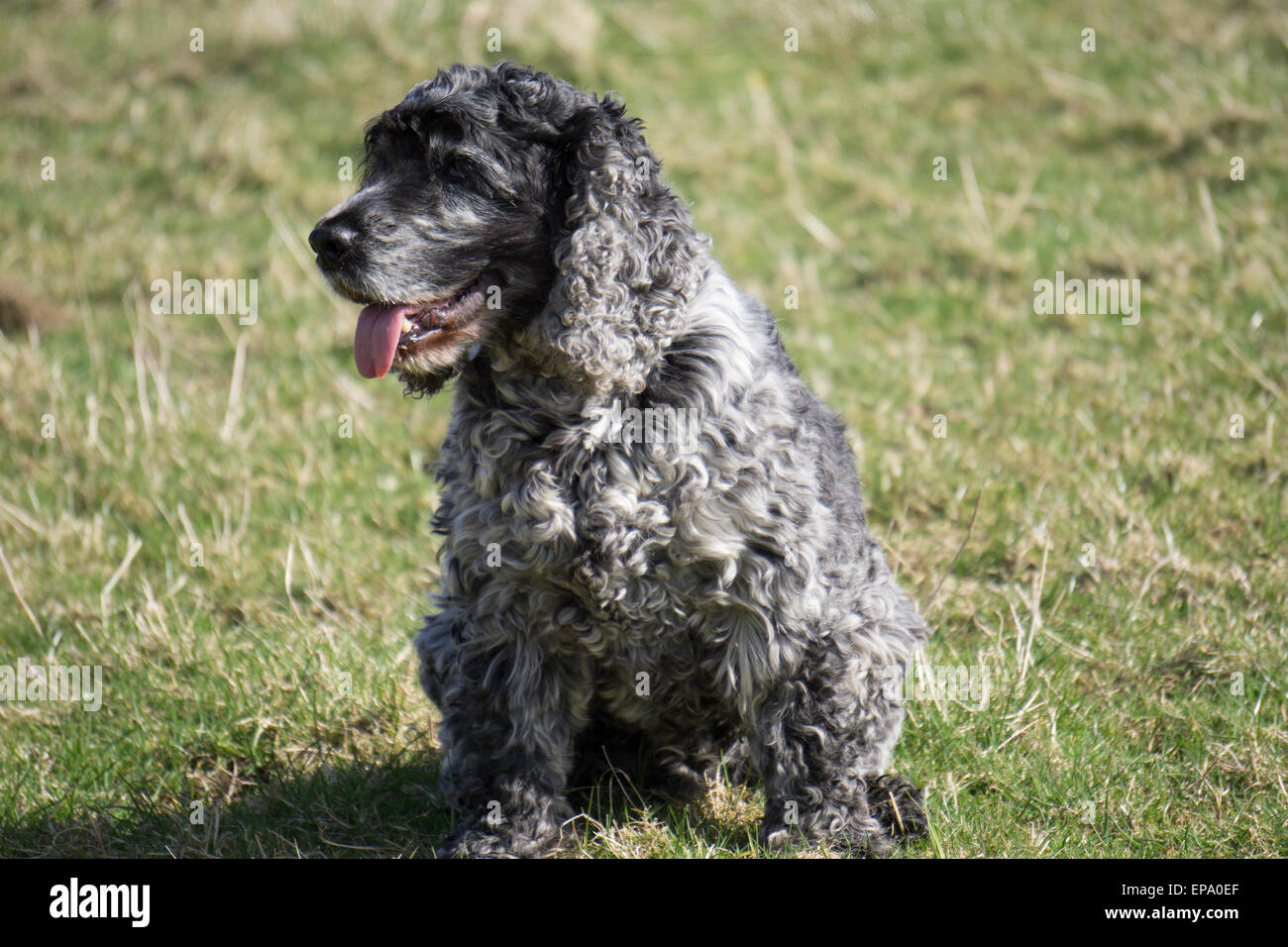 Cocker Spaniel sitting Stock Photo - Alamy