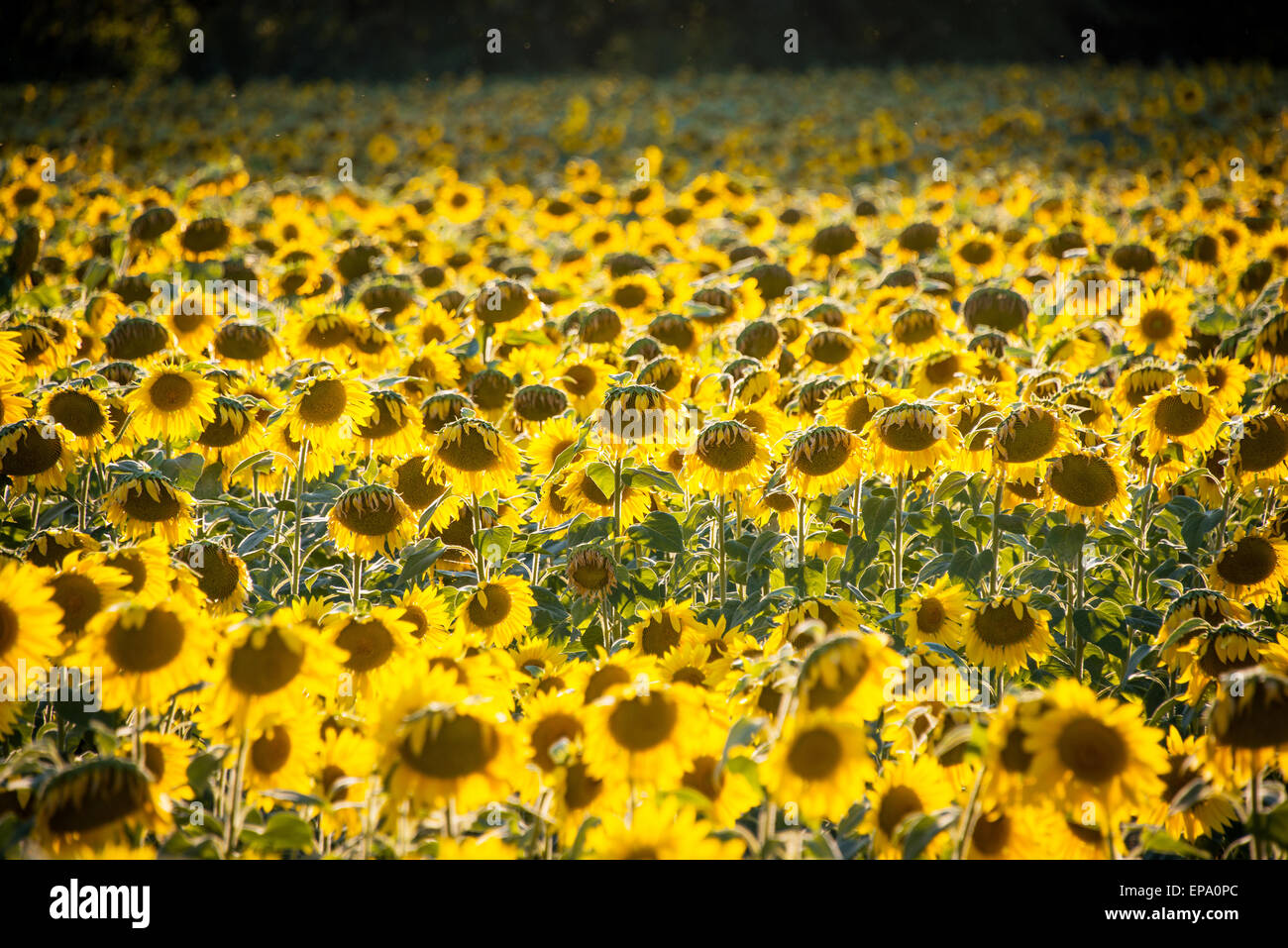 Sunflower field during bright summer day Stock Photo - Alamy