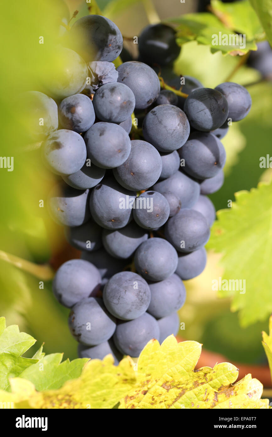 Rote weintrauben hi-res stock photography and images - Alamy