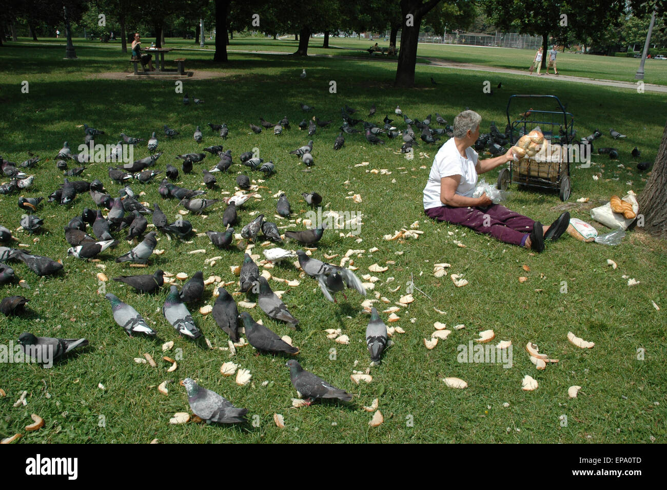 Toronto, Canada: a woman feeding pigeons in a park Stock Photo - Alamy