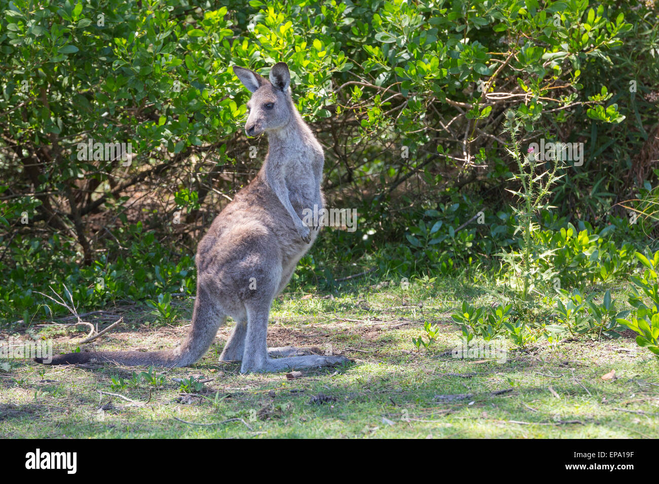Kangaroo, Australian wildlife Stock Photo - Alamy