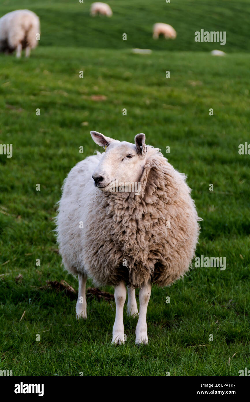 Fluffy sheep hi-res stock photography and images - Alamy