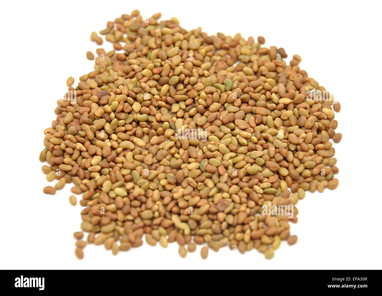 Radish sprout hi-res stock photography and images - Alamy