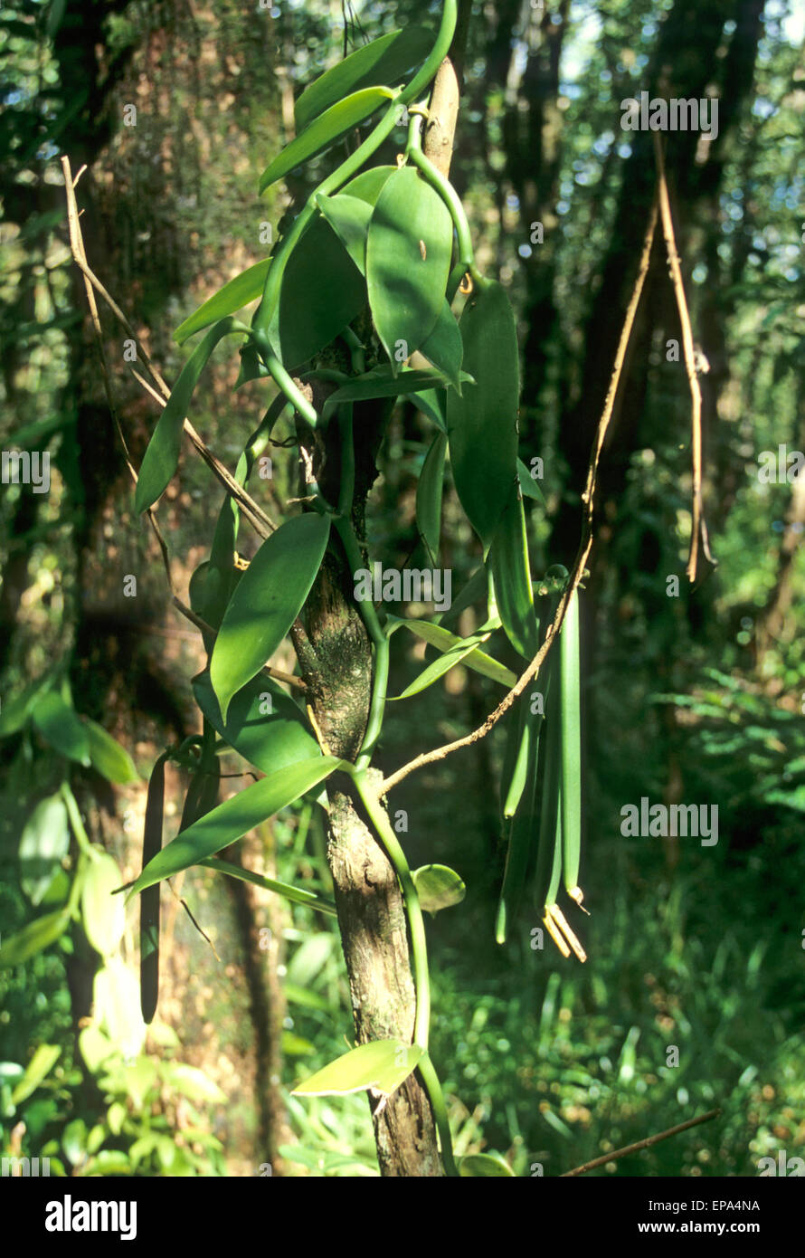 La reunion vanilla hi-res stock photography and images - Alamy