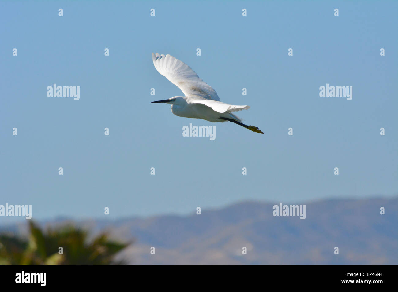 Heron in River Guadalhorce. Garza en el río Guadalhorce Stock Photo - Alamy