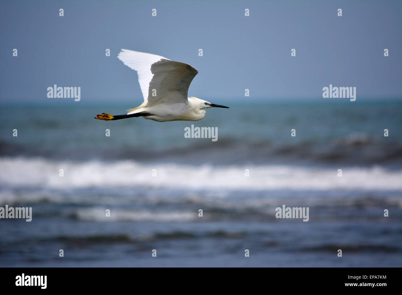 Garza rio guadalhorce garza rio parque natural hi-res stock photography ...