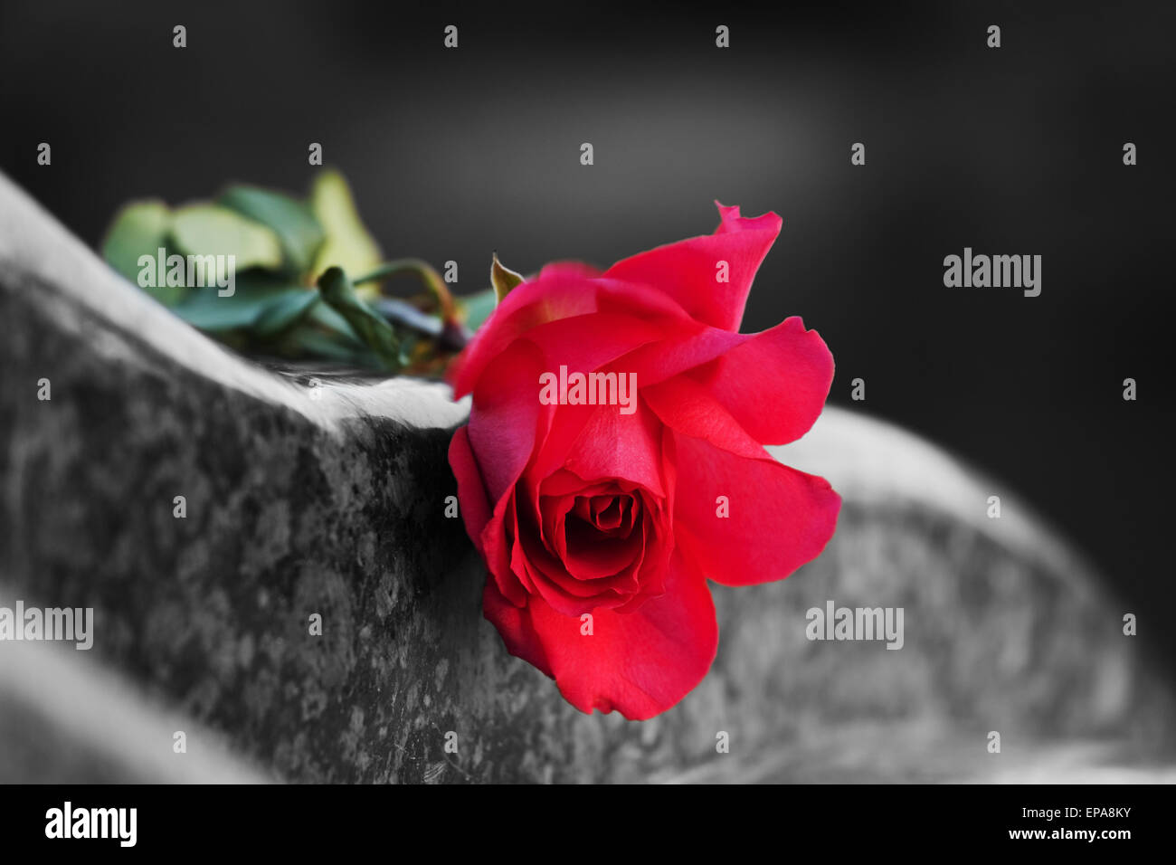 Rose on the tombstone Stock Photo - Alamy