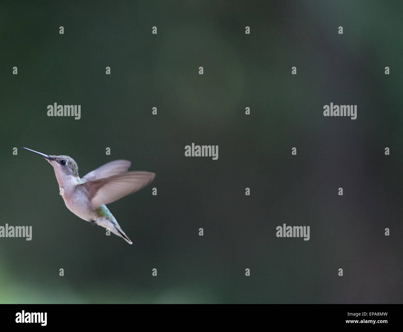 Hummingbird hovering in flight Stock Photo - Alamy
